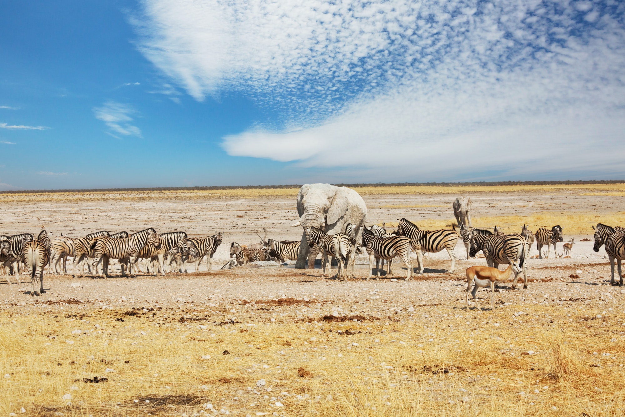 Prepare To Roar - Doreen Linneman